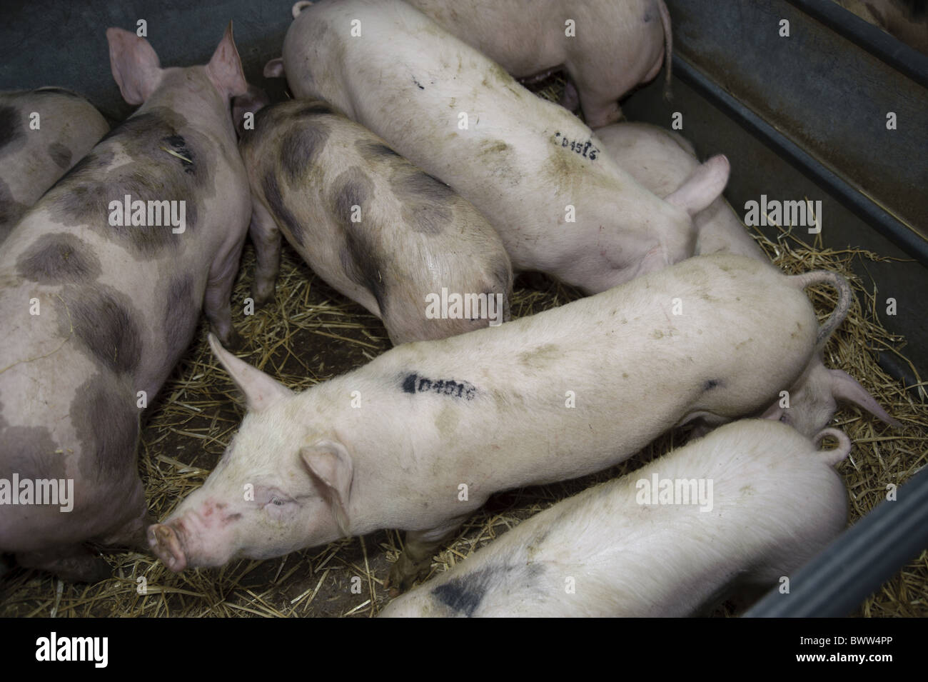 Domestic Pig weaners with slap marks market pen Stock Photo - Alamy