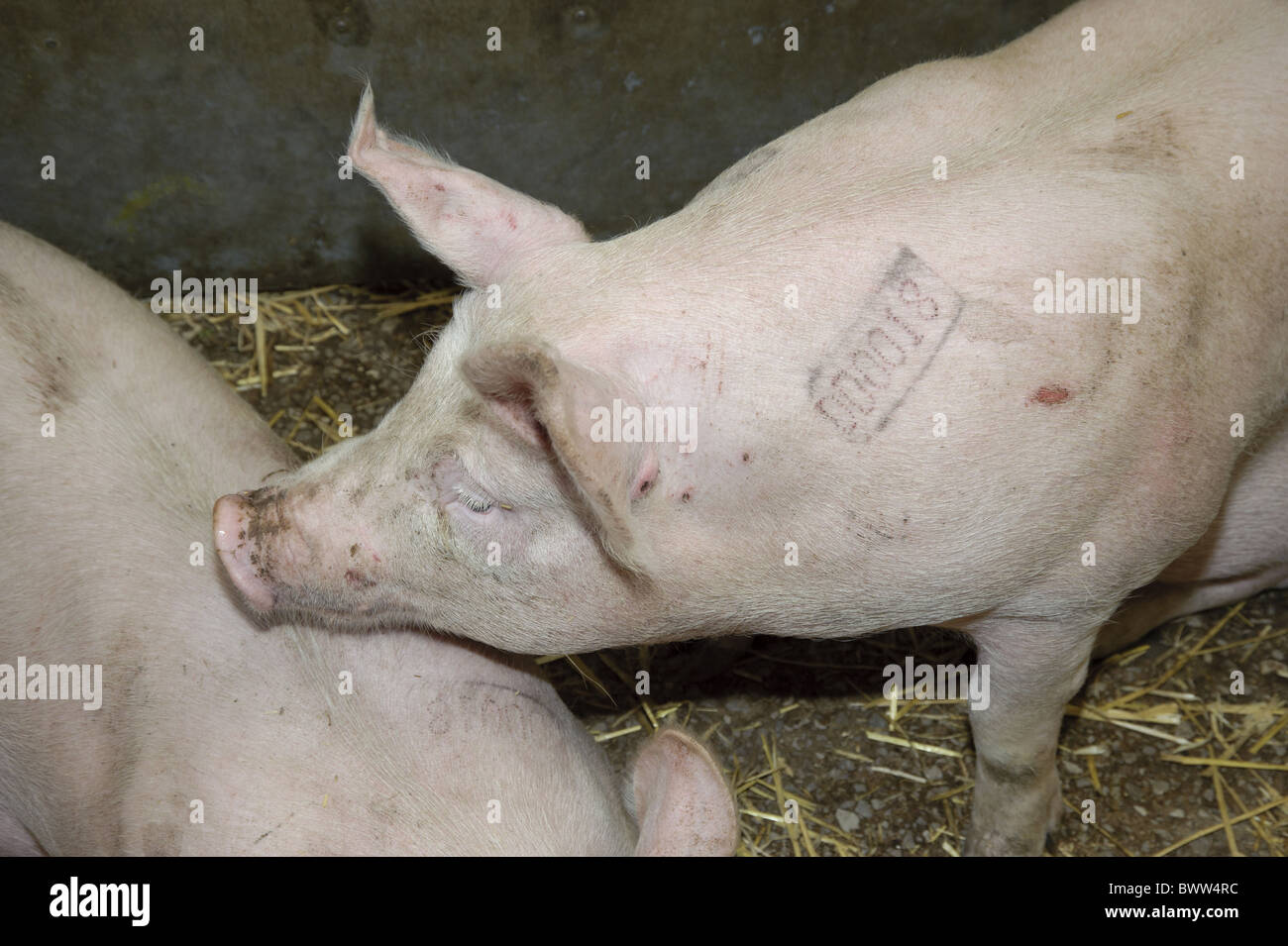 Pen marks hi-res stock photography and images - Alamy