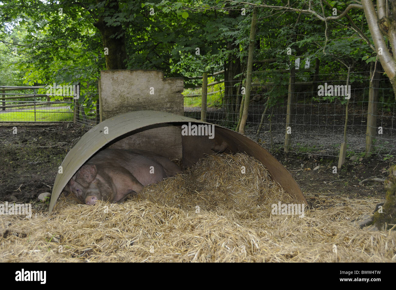 Pigs domestic pig pigs domestic domesticated farm farms farming ...