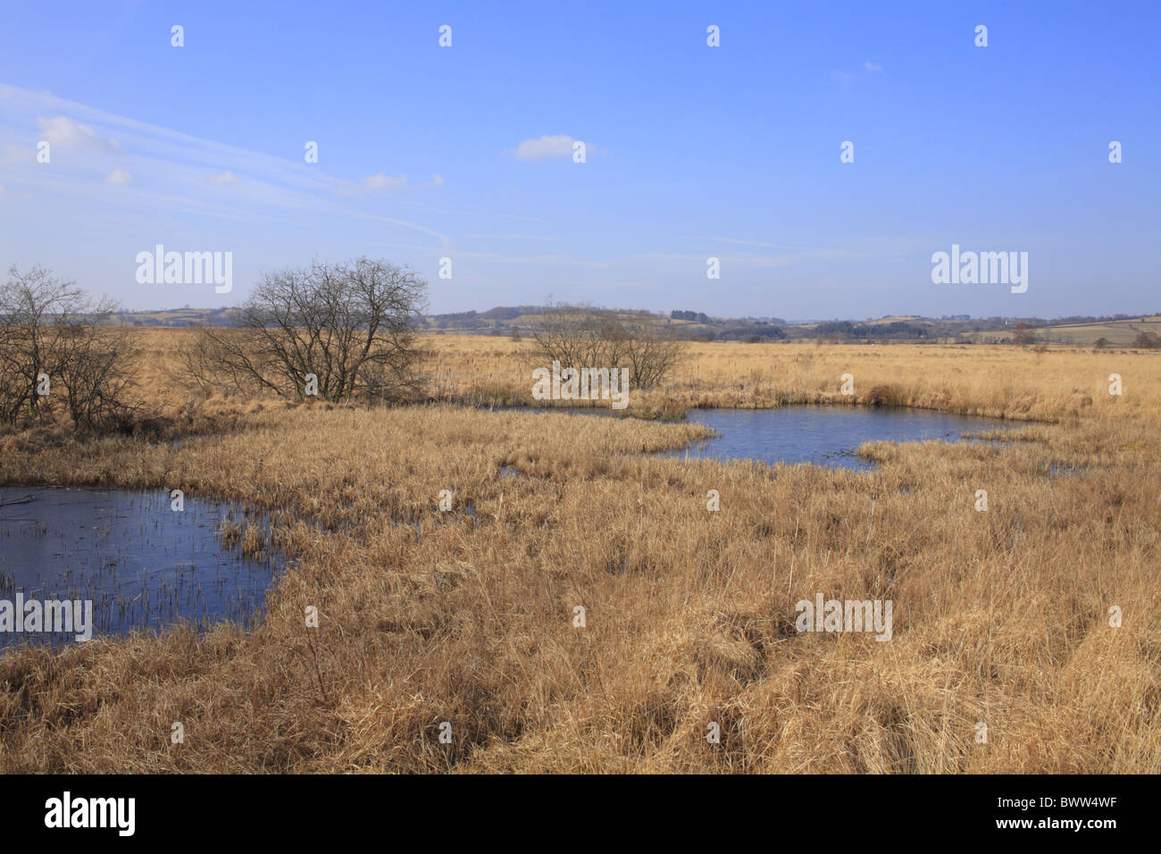ccors caron raised bog habitat swamp nature natural wild wildlife ...
