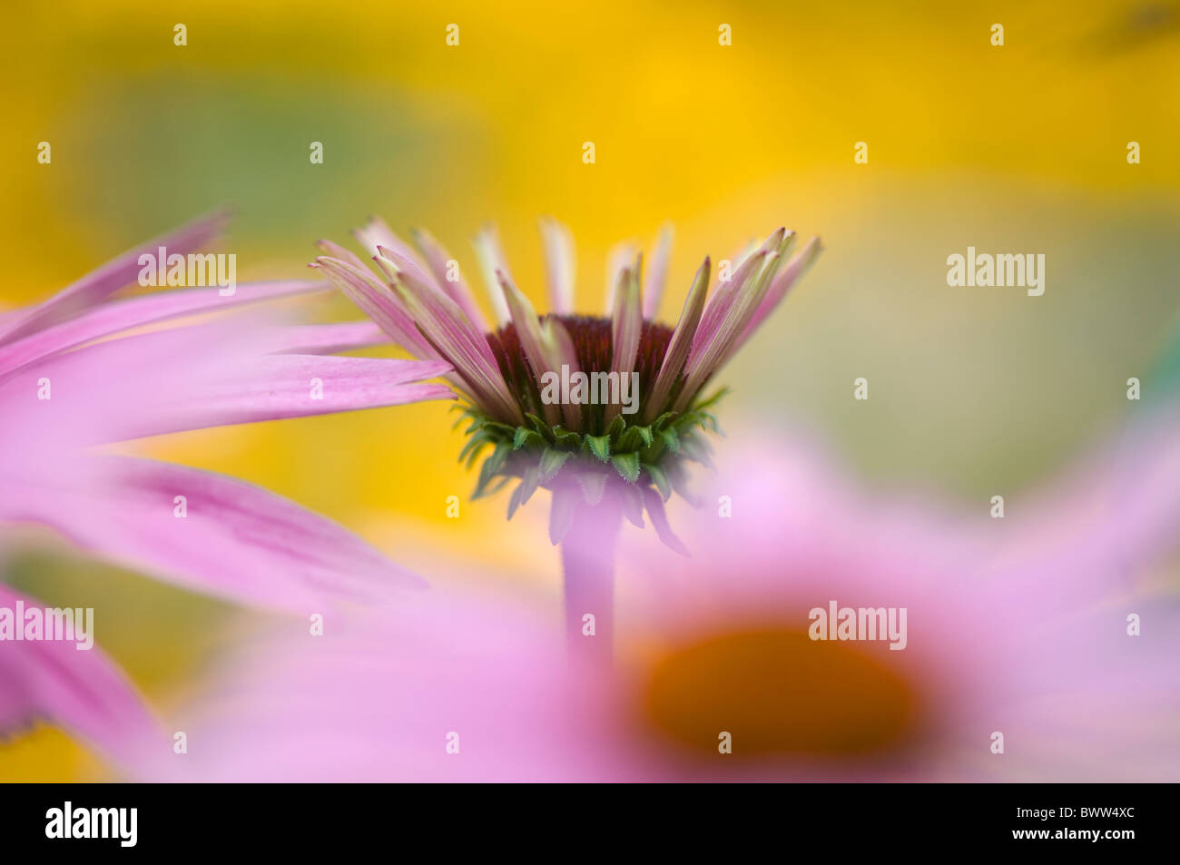 Pink Cone Flowers with opening bud - Echinacea purpurea Stock Photo - Alamy