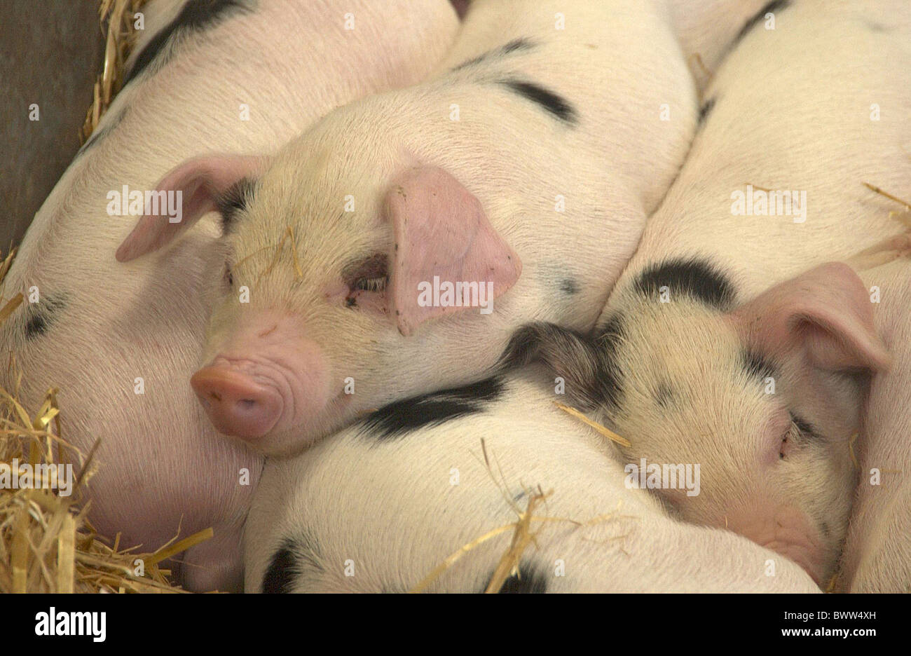 pig pigs domestic domesticated farm farms farming omnivore omnivores ...