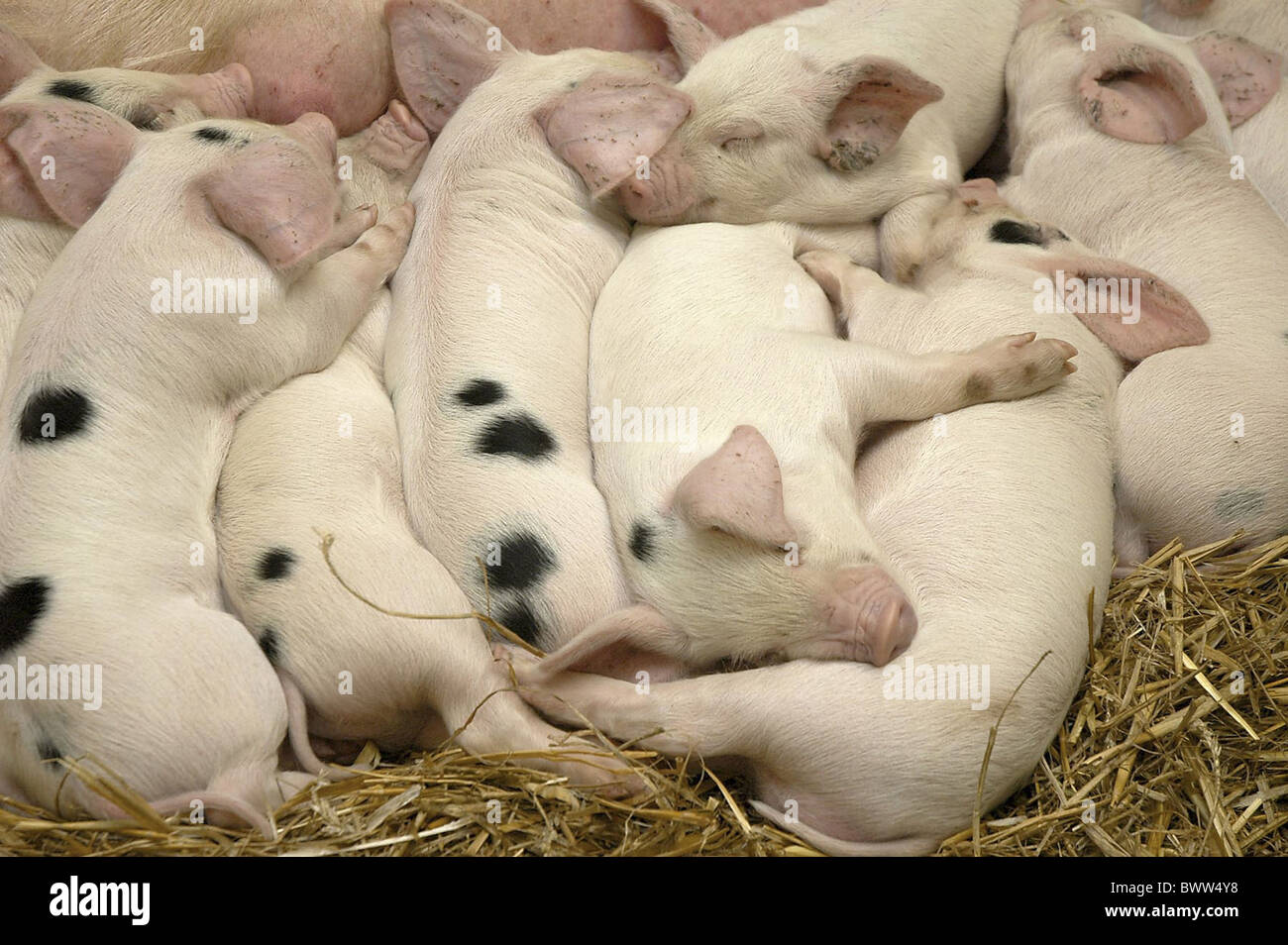 Gloucester Old Spot Pigs piglets pig pigs domestic domesticated farm ...