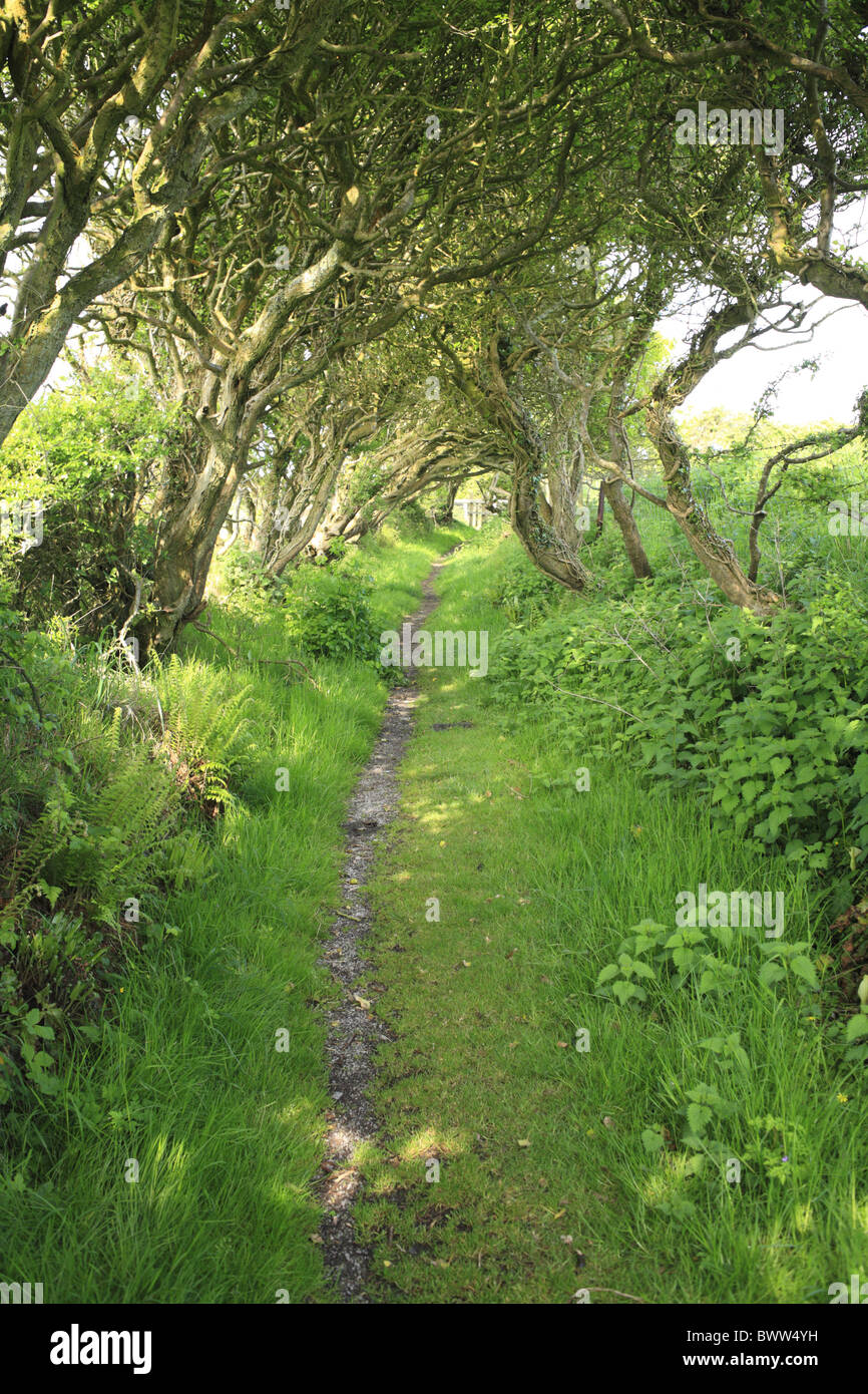 ggower wales welsh britain british country countryside rural scene ...