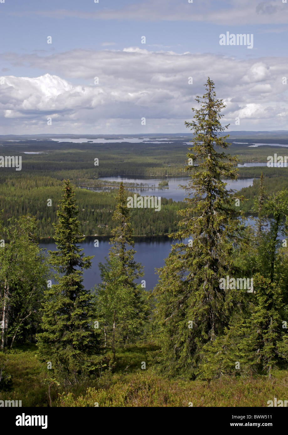 View taiga habitat boreal coniferous forest with Stock Photo - Alamy