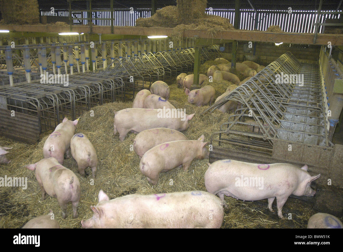 Pigs sows pig pigs domestic domesticated farm farms farming omnivore ...