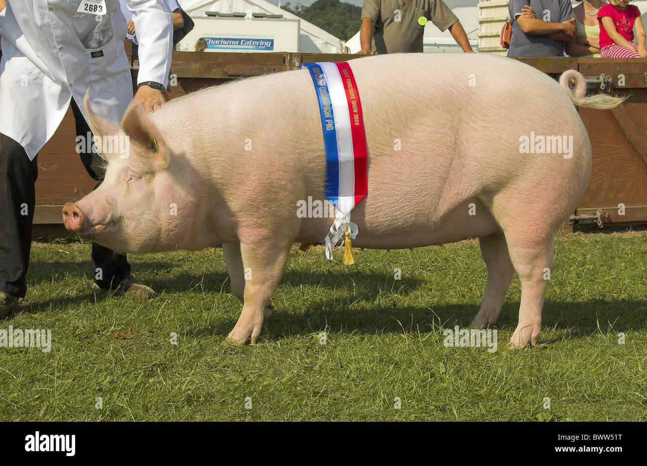 pig pigs domestic domesticated farm farms farming omnivore omnivores ...