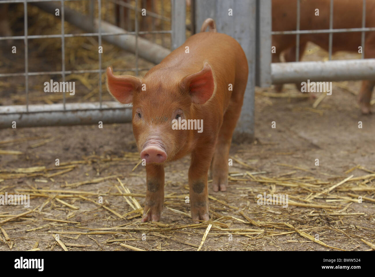 Pigs Tamworth piglet. pig pigs domestic farm omnivore omnivores mammal ...