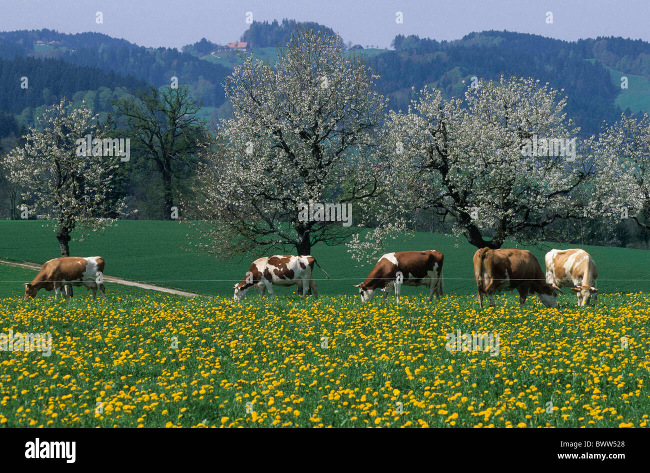 Switzerland Europe Canton Bern Emmental Lutzelfluh meadow dandelion ...
