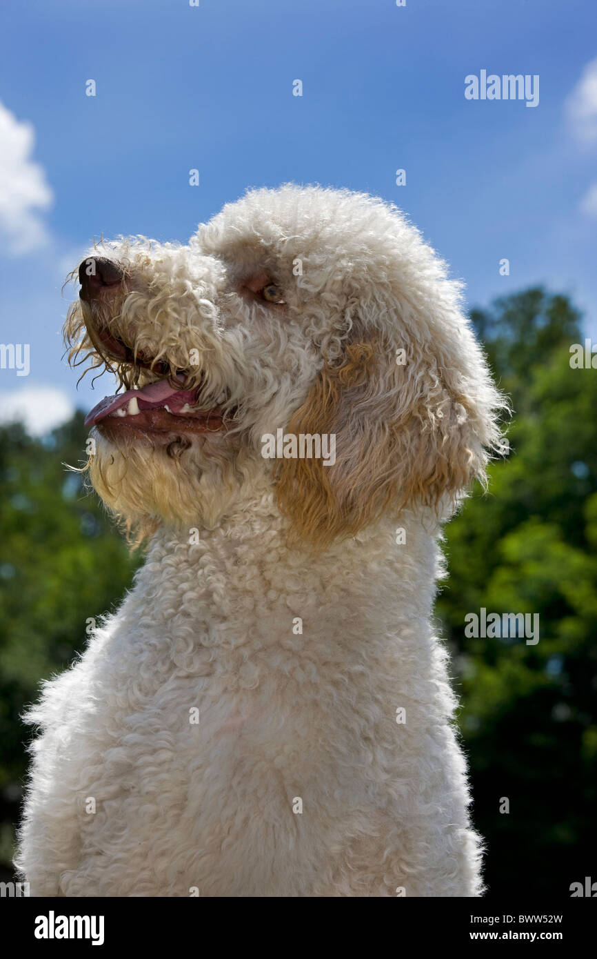 Pet standard poodles hi-res stock photography and images - Alamy