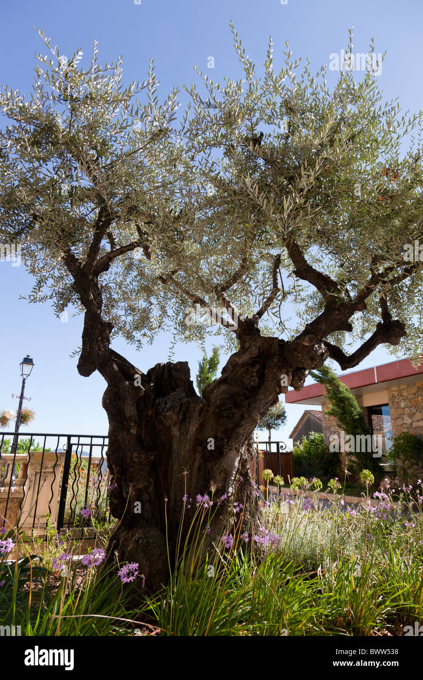 An ancient olive tree in the middle of Montauroux, Var, Provence-Alpes ...