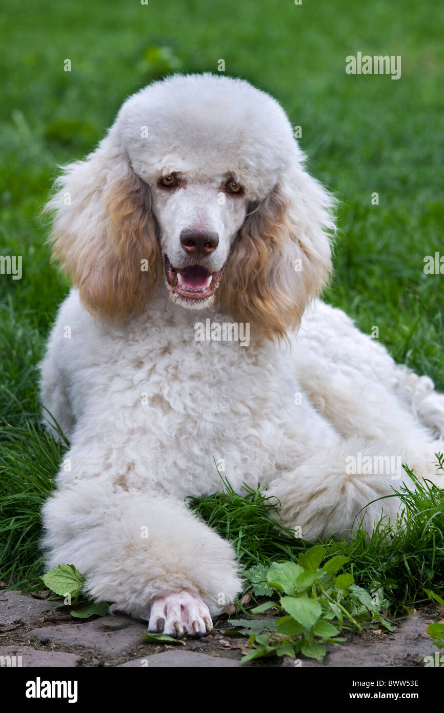 Standard poodle hi-res stock photography and images - Alamy