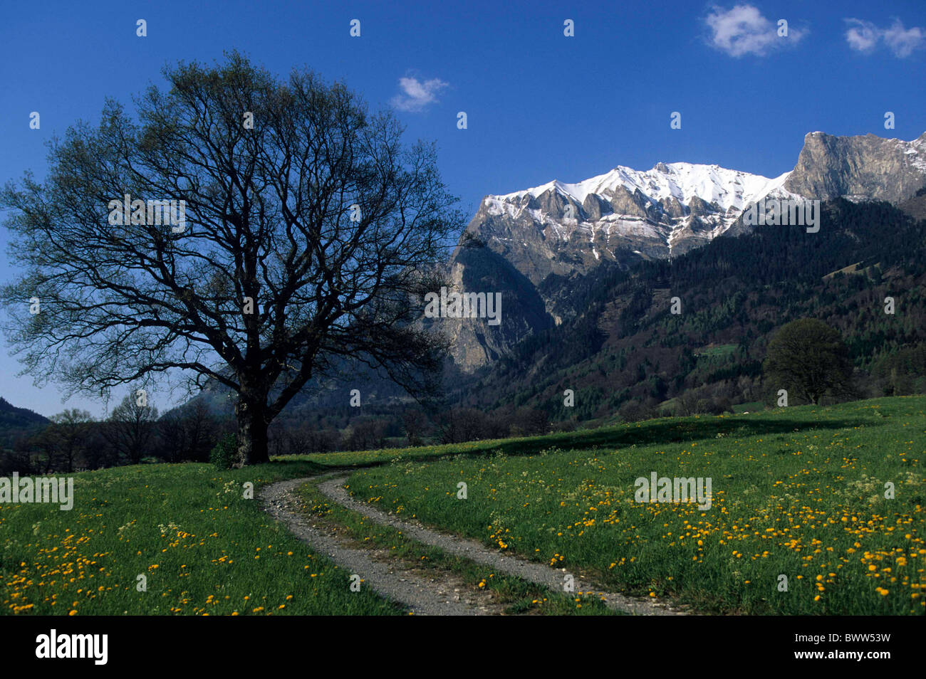Switzerland Europe Maienfeld Canton Grisons Graubunden Grisons meadow ...