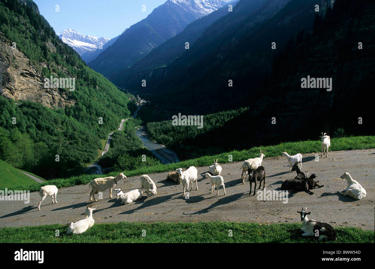 Switzerland Europe Canton Grisons Graubunden Grisons Calanca valley ...