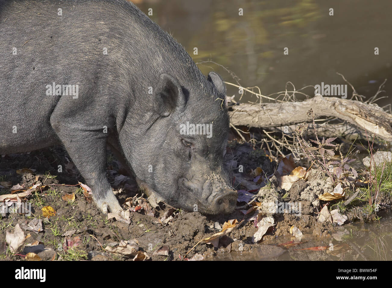 Vietnamese potbellied pig pig pigs pot bellied pig foraging nose snout ...