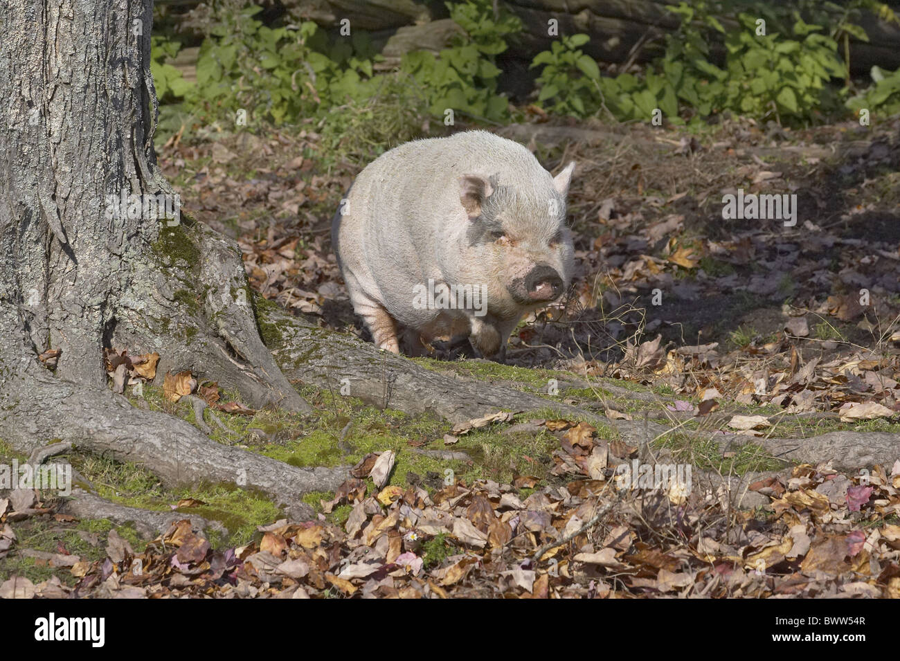 Vietnamese potbellied pig pig pigs pot bellied pig foraging nose snout ...