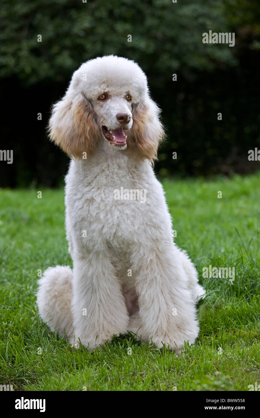 White standard poodle sitting hi-res stock photography and images - Alamy