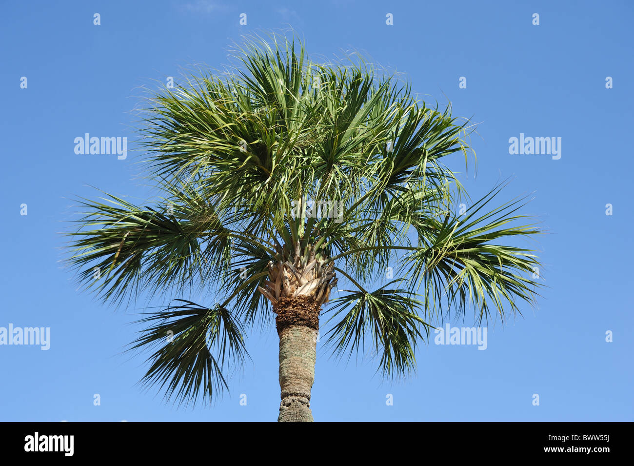 Palm Tree Close Up Stock Photo - Alamy