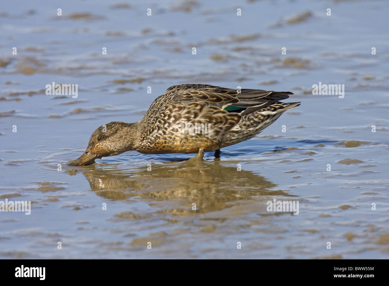 Female eurasian teal duck hi-res stock photography and images - Alamy