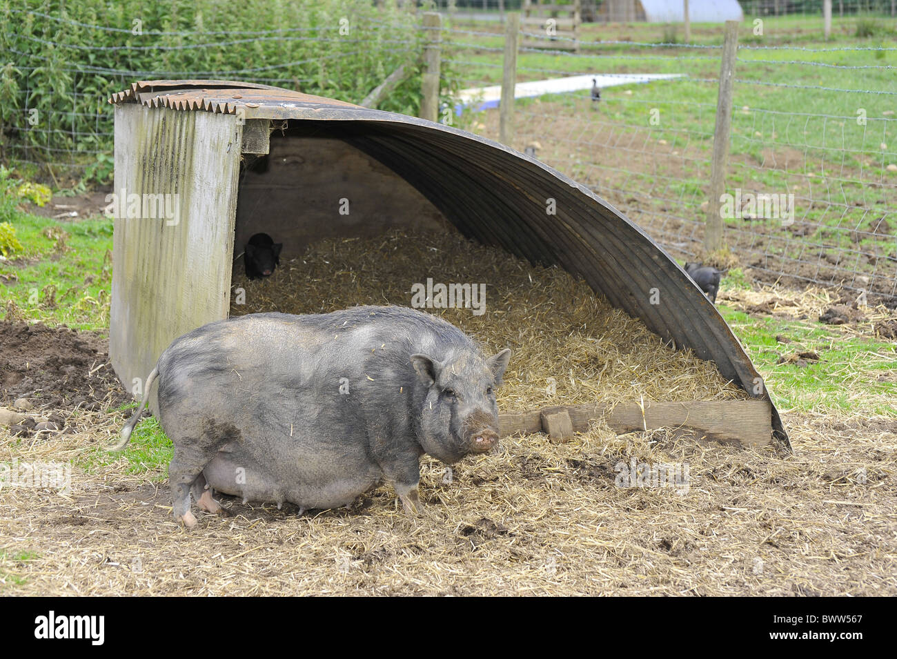 Pigs domestic pig pigs domestic domesticated farm omnivore omnivores ...