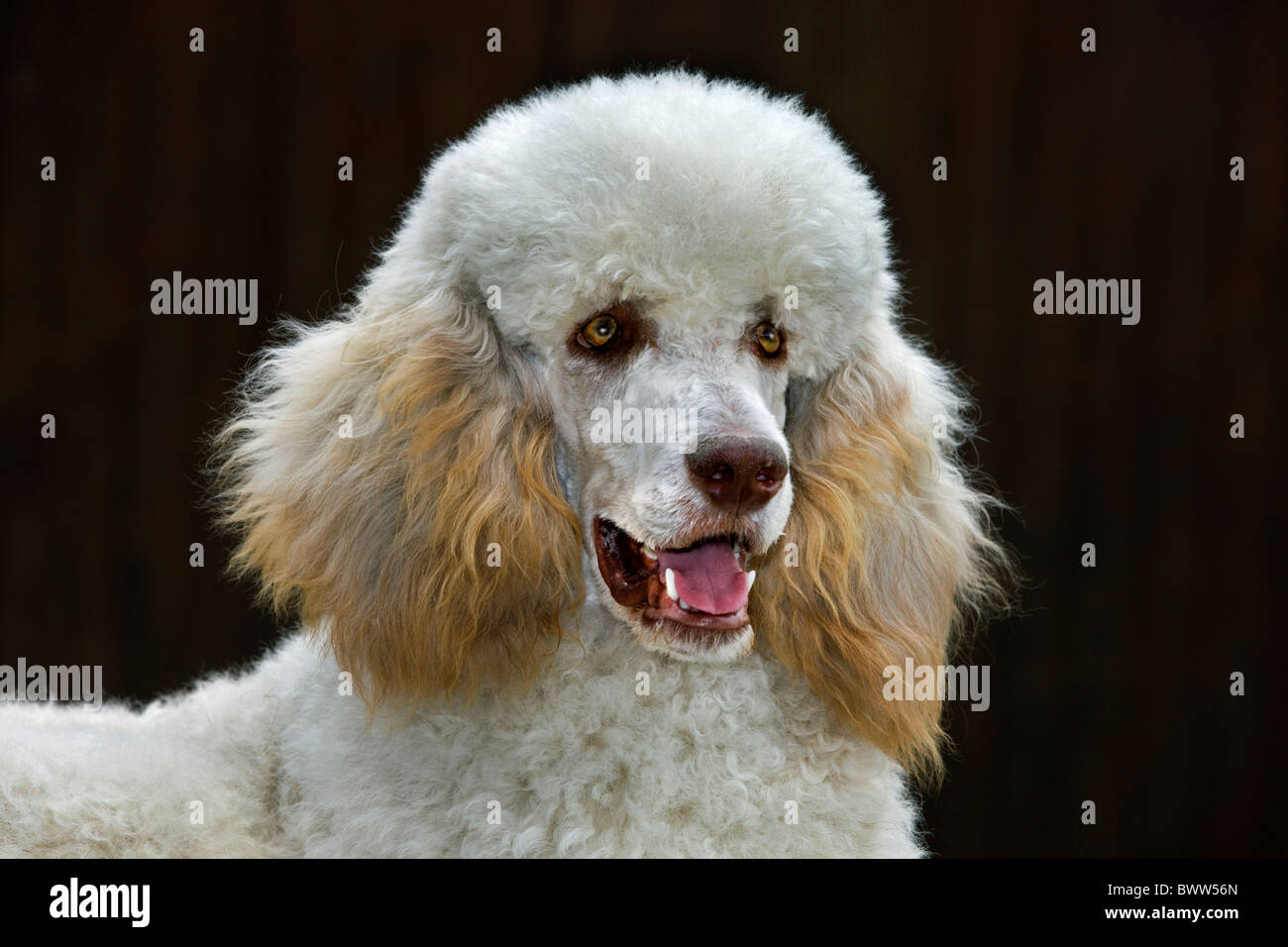 Standard poodle mouth hi-res stock photography and images - Alamy