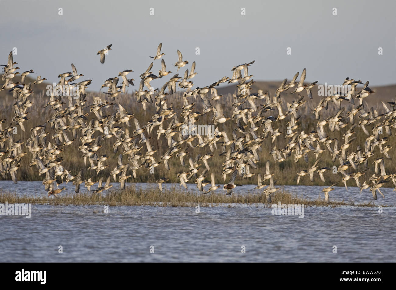 Common Teal (Anas crecca) flock, in flight over wetland habitat, Nofolk ...