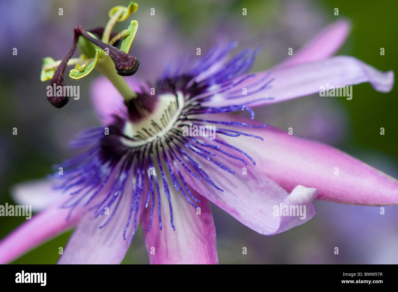Lavender Lady Stock Photos & Lavender Lady Stock Images - Alamy