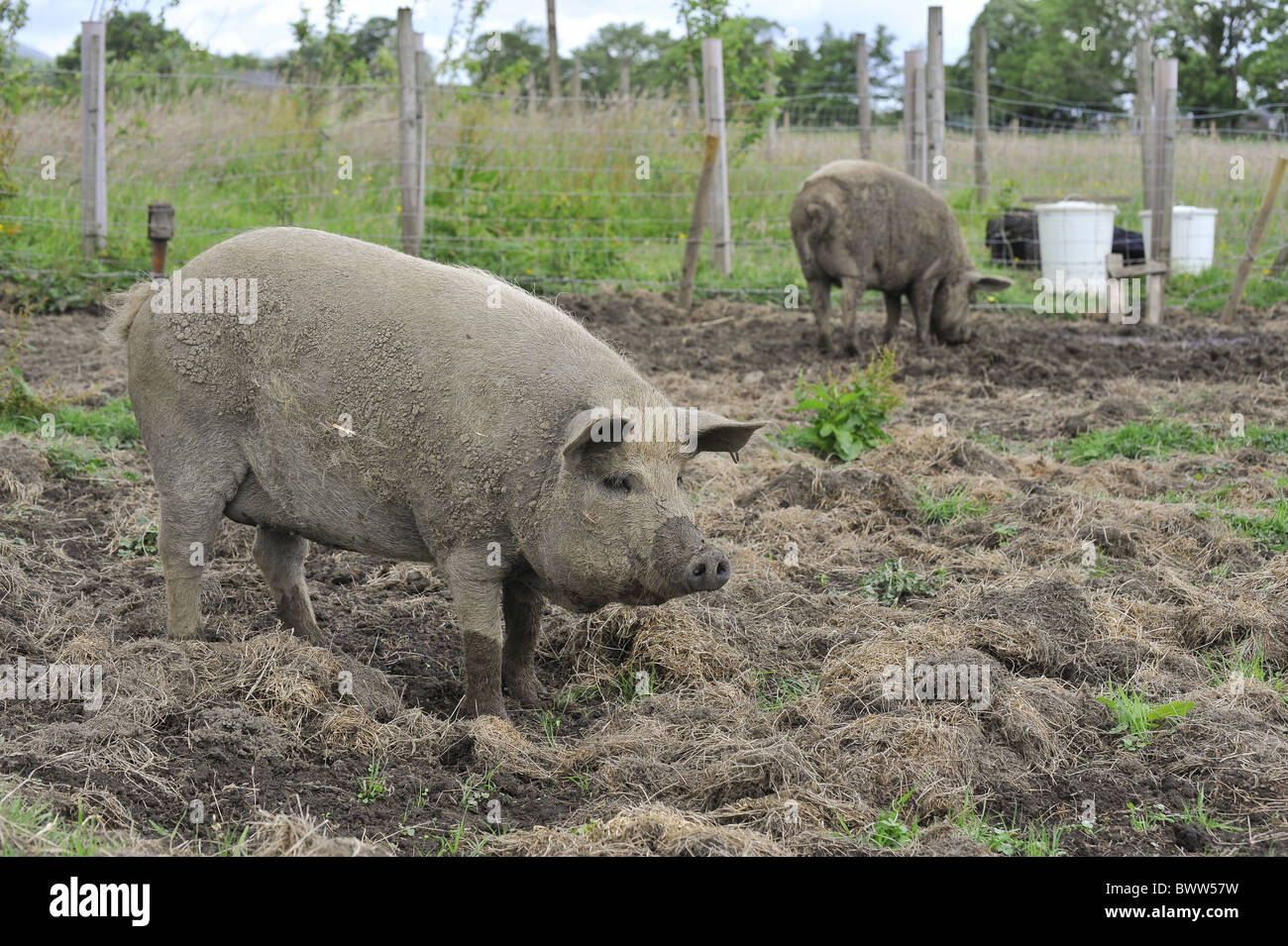 Mangalitsa Pigs domestic pig pigs hog hogs swine domestic domesticated ...