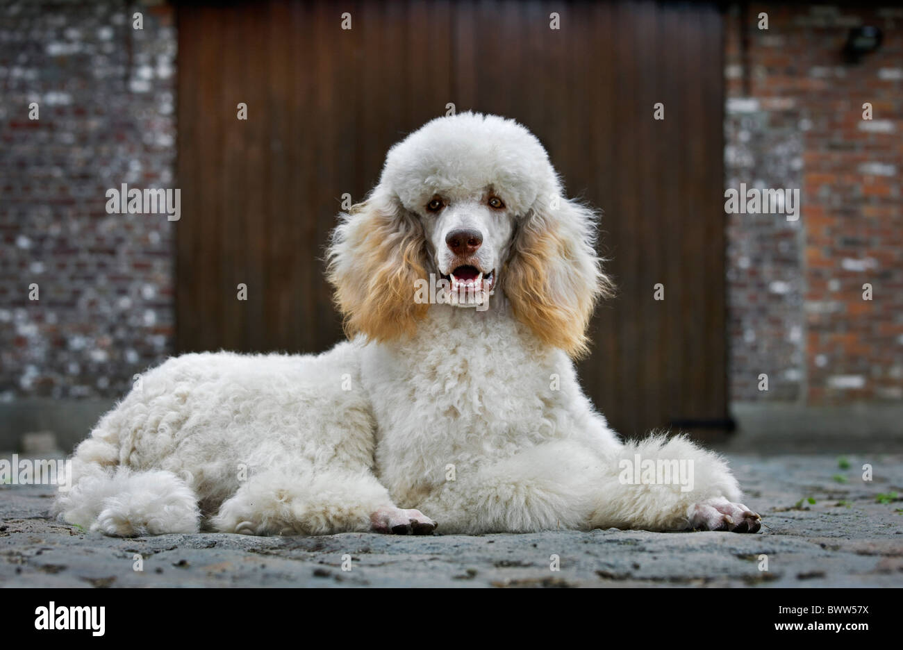 Standard poodle (Canis lupus familiaris) lying down in front of house ...