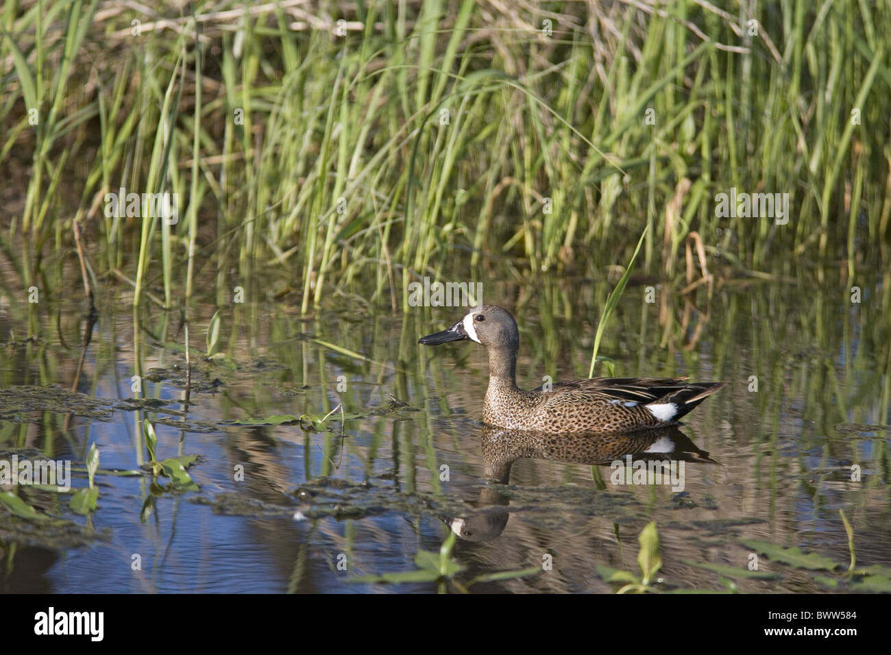 Blue-winged Teal (Anas discors) adult male, swimming, North Dakota, U.S ...