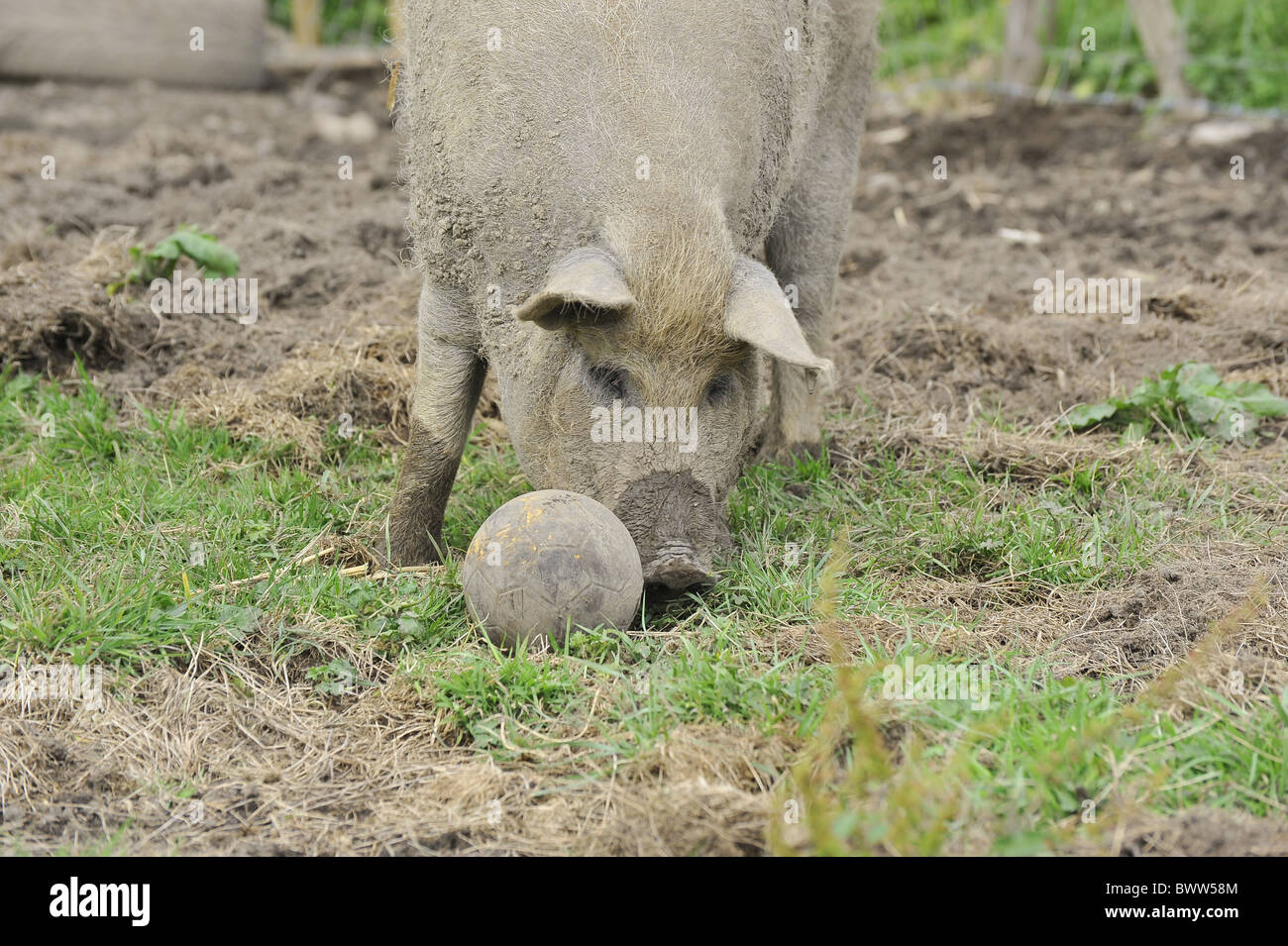 Mangalitsa Pigs domestic pig pigs hog hogs swine domestic domesticated ...
