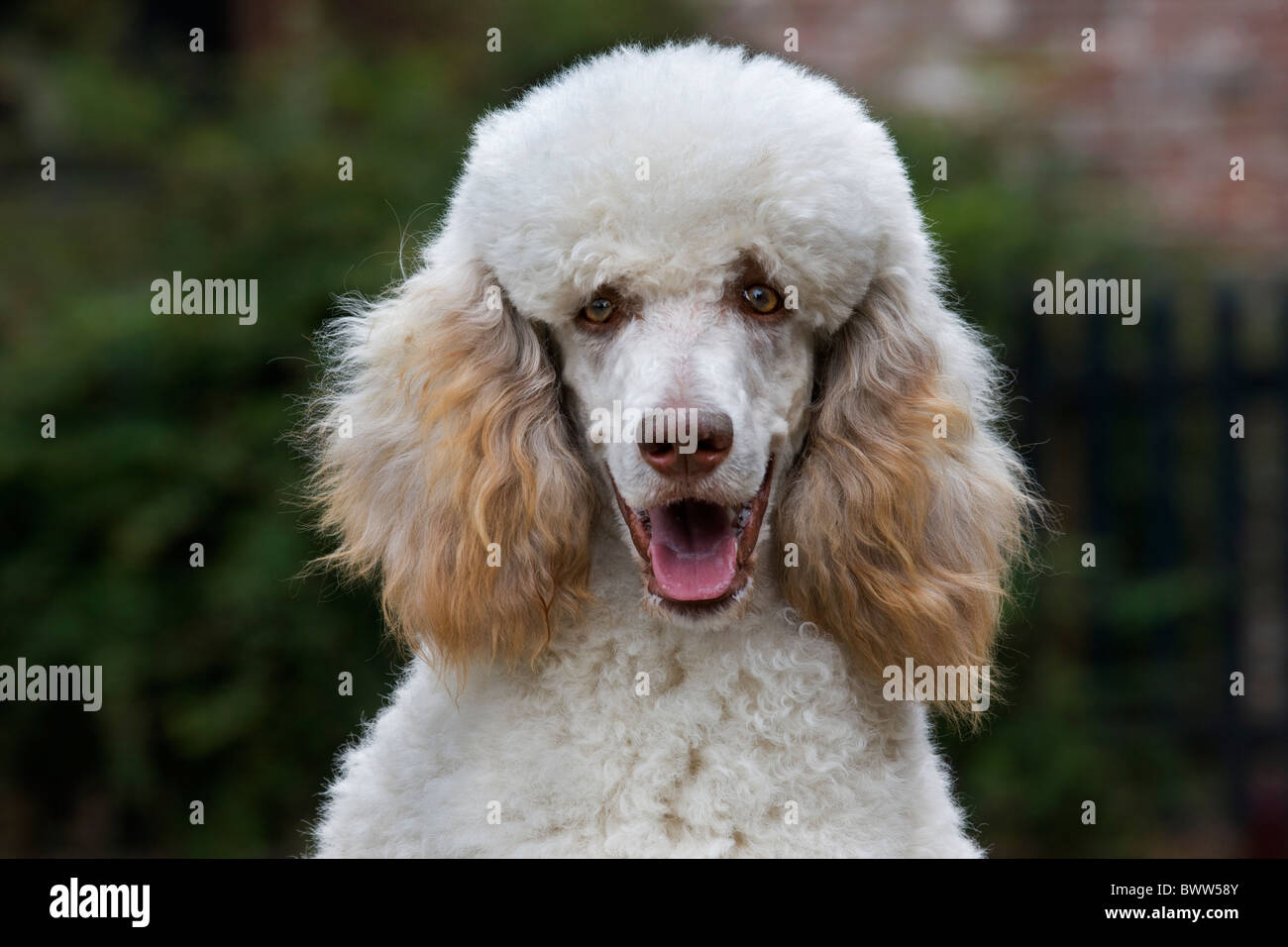 Standard poodle mouth hi-res stock photography and images - Alamy