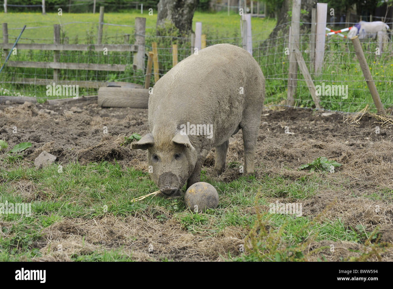 Mangalitsa Pigs domestic pig pigs hog hogs swine domestic domesticated ...