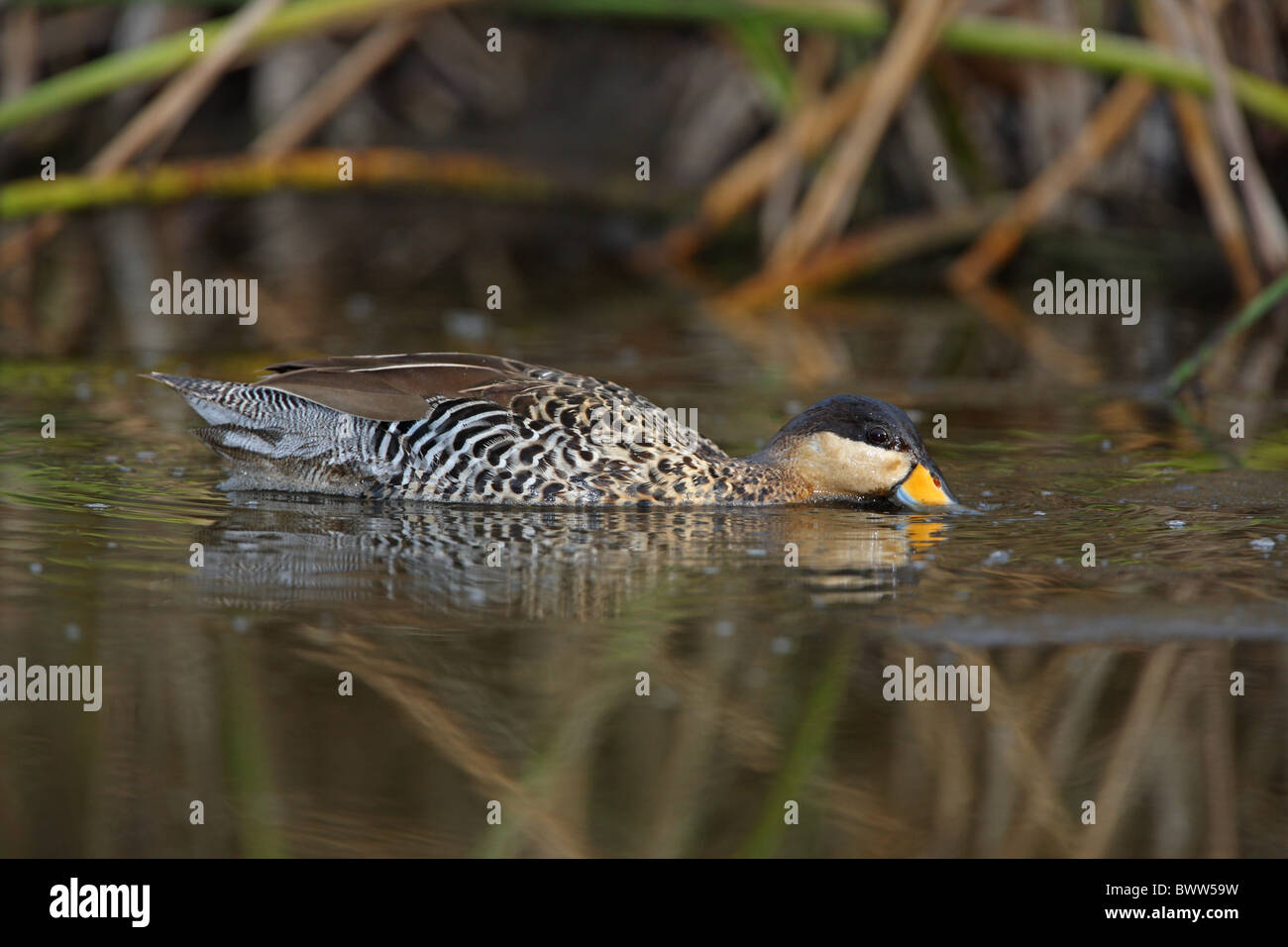 Silver Teal (Anas versicolor versicolor) adult male, feeding, dabbling ...
