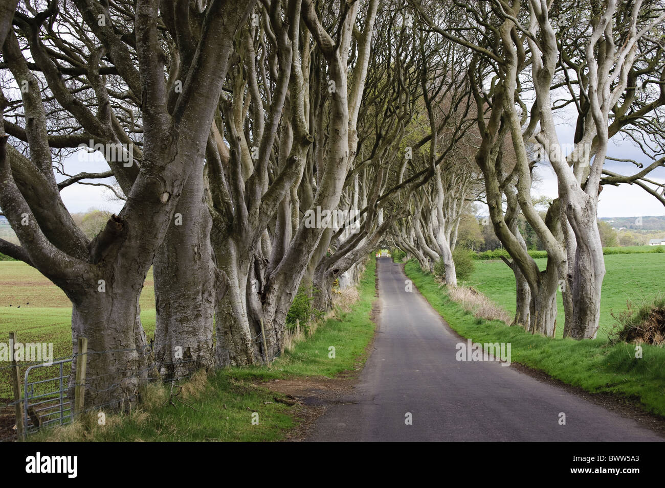 Trees lining rural road farmland County Antrim Stock Photo - Alamy
