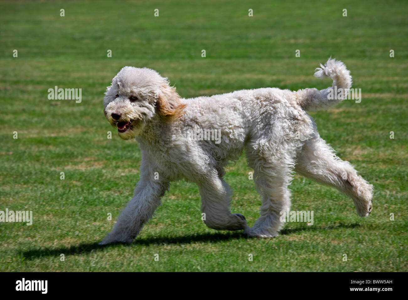 Pet standard poodles hi-res stock photography and images - Alamy