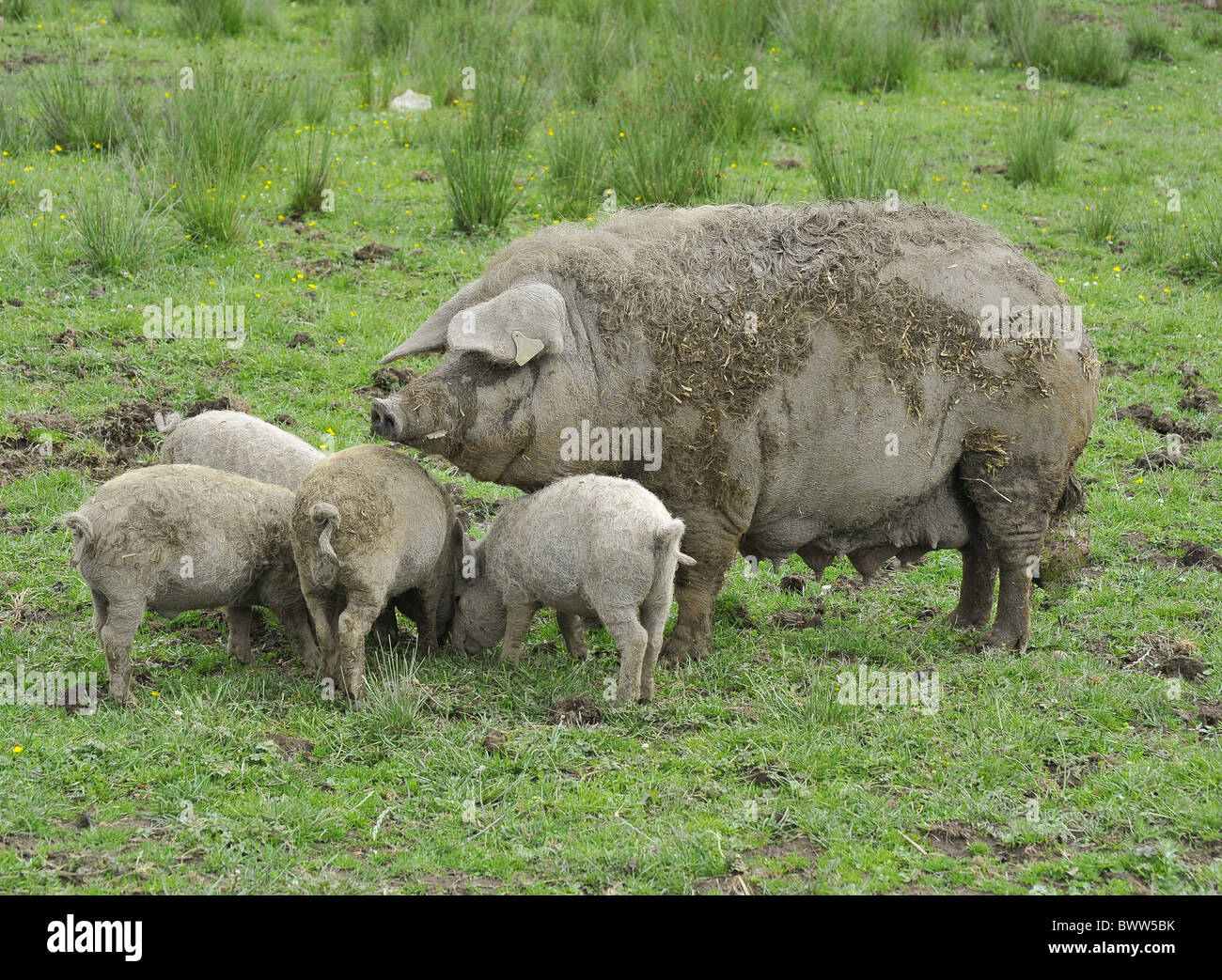 Mangalitsa Pigs domestic pig pigs hog hogs swine domestic domesticated ...