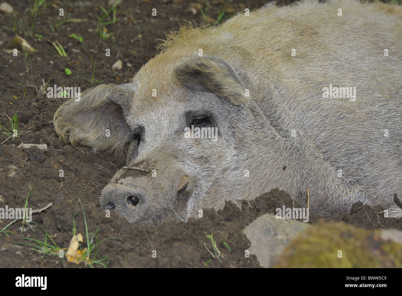 Mangalitsa Pigs domestic pig pigs hog hogs swine domestic domesticated ...