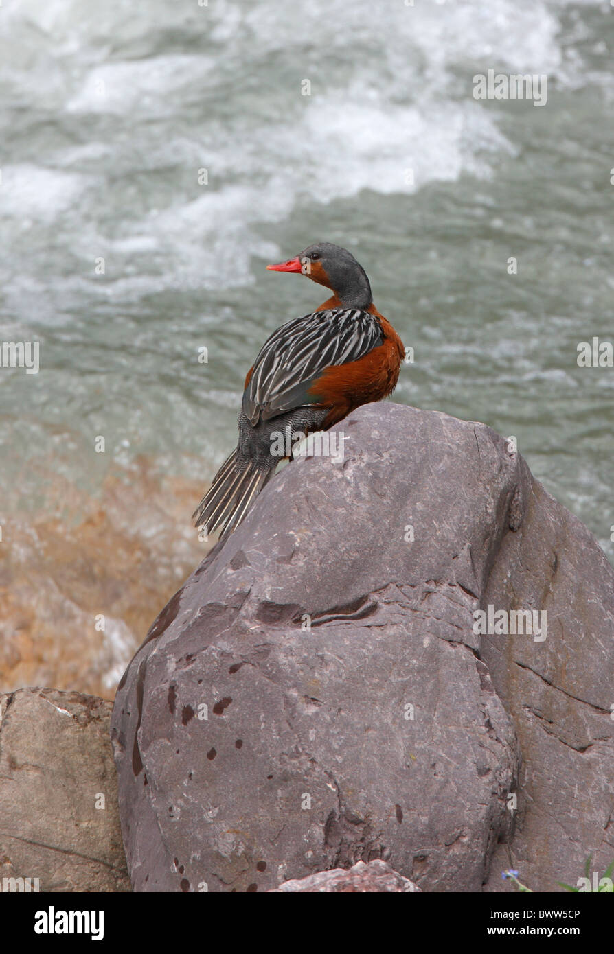 Torrent duck merganetta armata hi-res stock photography and images - Alamy
