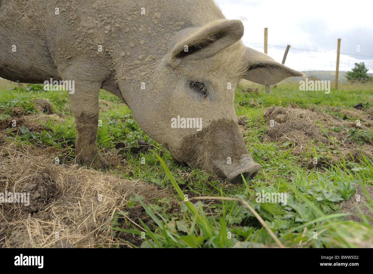 Mangalitsa Pigs domestic pig pigs hog hogs swine domestic domesticated ...