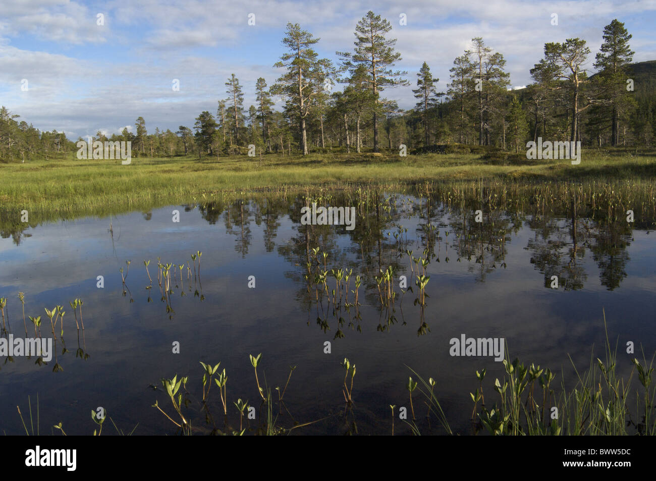 View pool pine trees boreal forest bog habitat Stock Photo - Alamy
