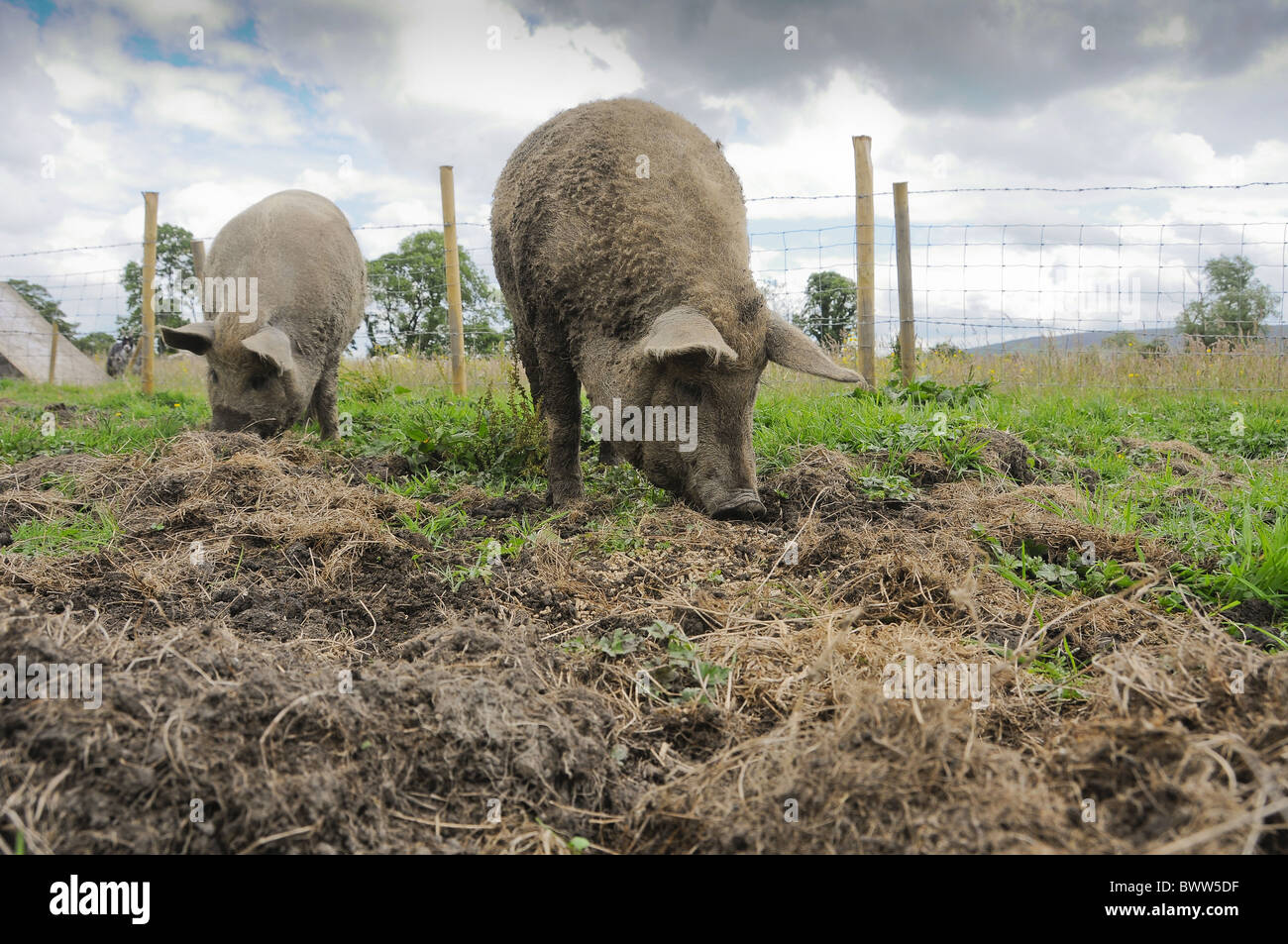 Mangalitsa Pigs domestic pig pigs hog hogs swine domestic domesticated ...