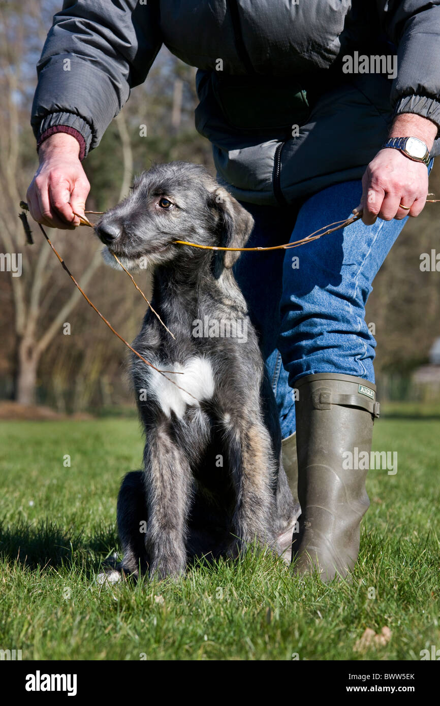 Irish wolfhound (Canis lupus familiaris) pup playing with stick in ...