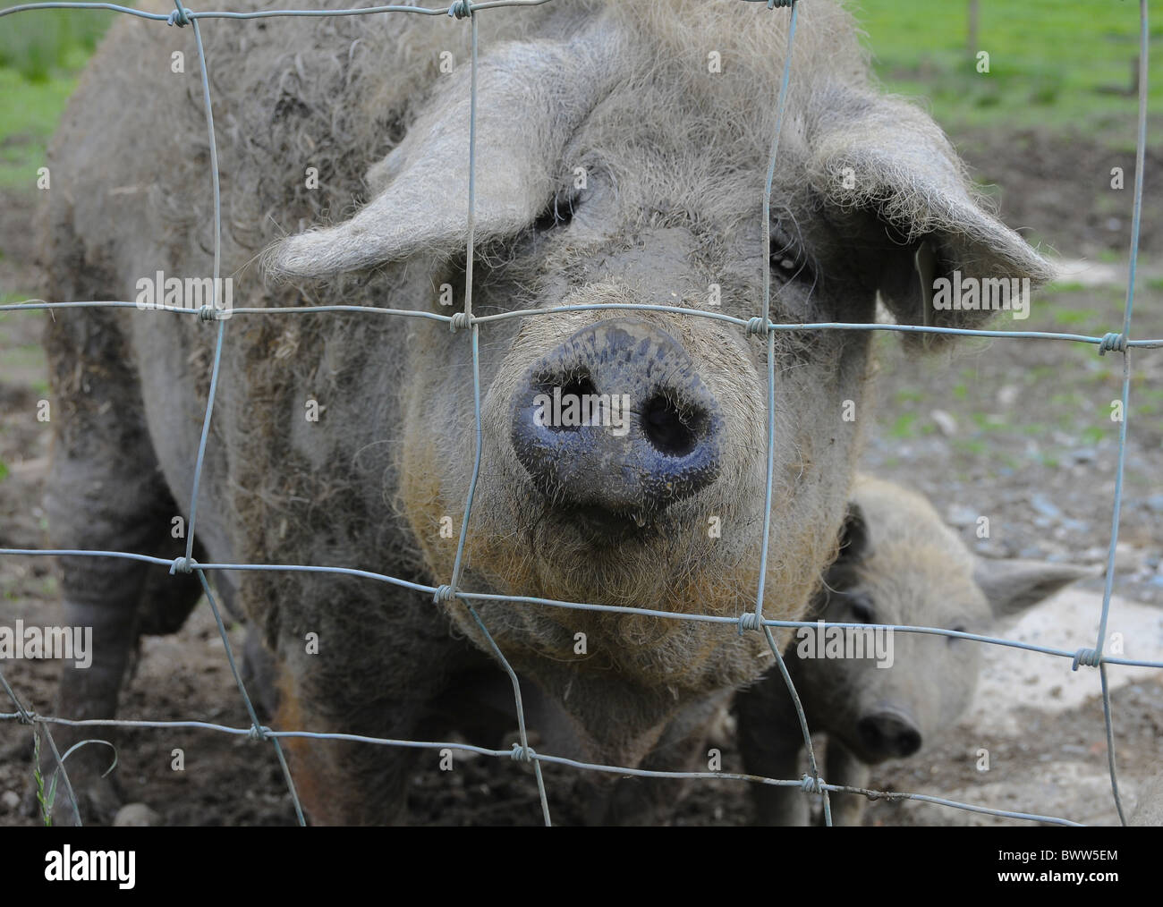 Mangalitsa Pigs domestic pig pigs hog hogs swine domestic domesticated ...