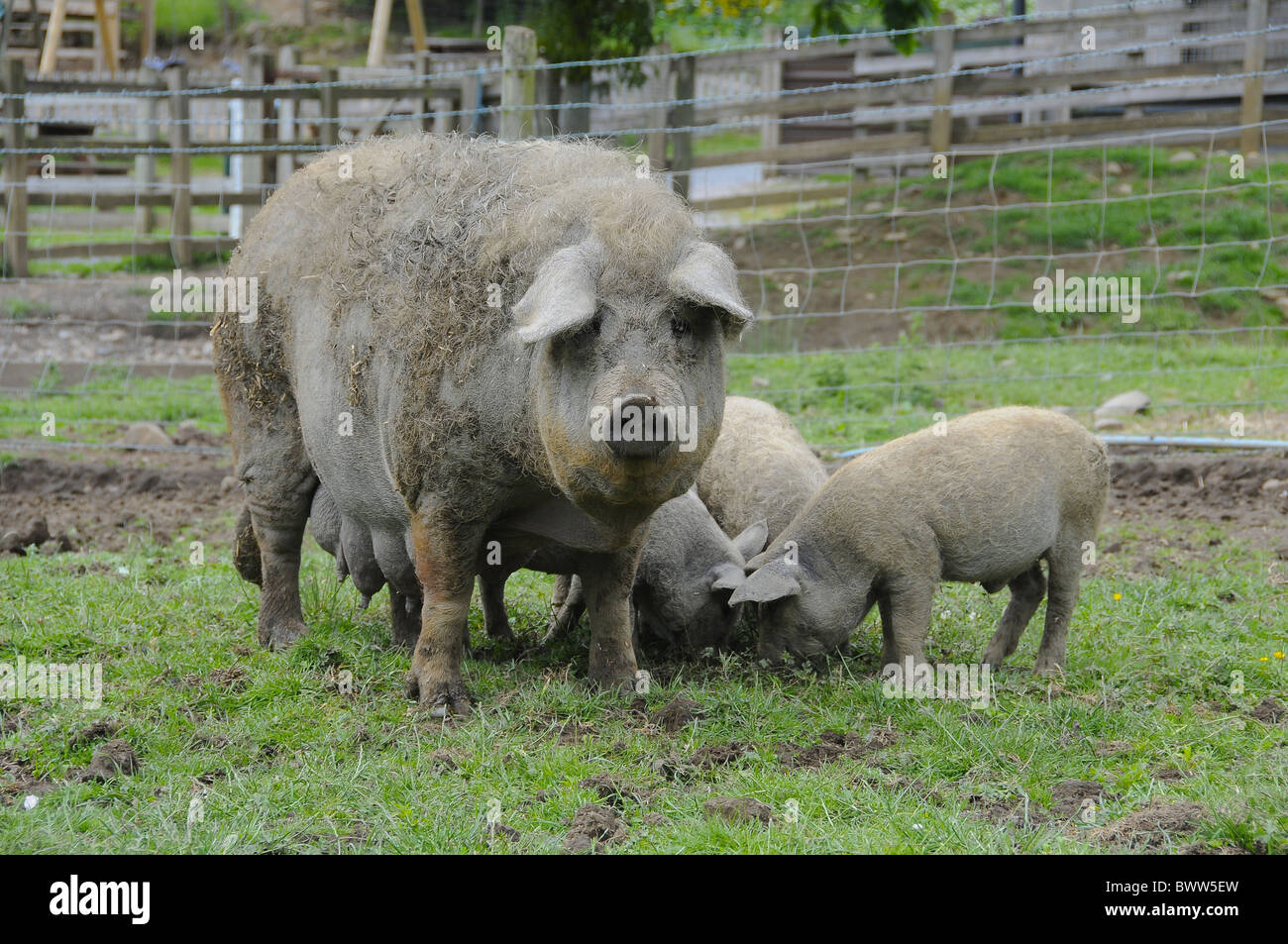 Mangalitsa Pigs domestic pig pigs hog hogs swine domestic domesticated ...