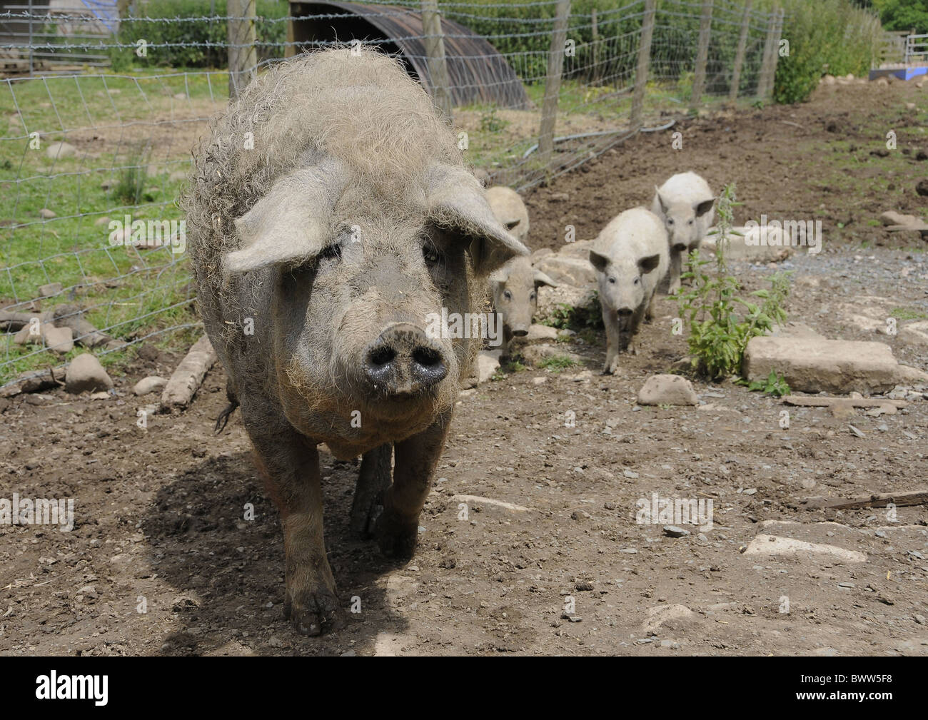 Mangalitsa Pigs domestic pig pigs hog hogs swine domestic domesticated ...
