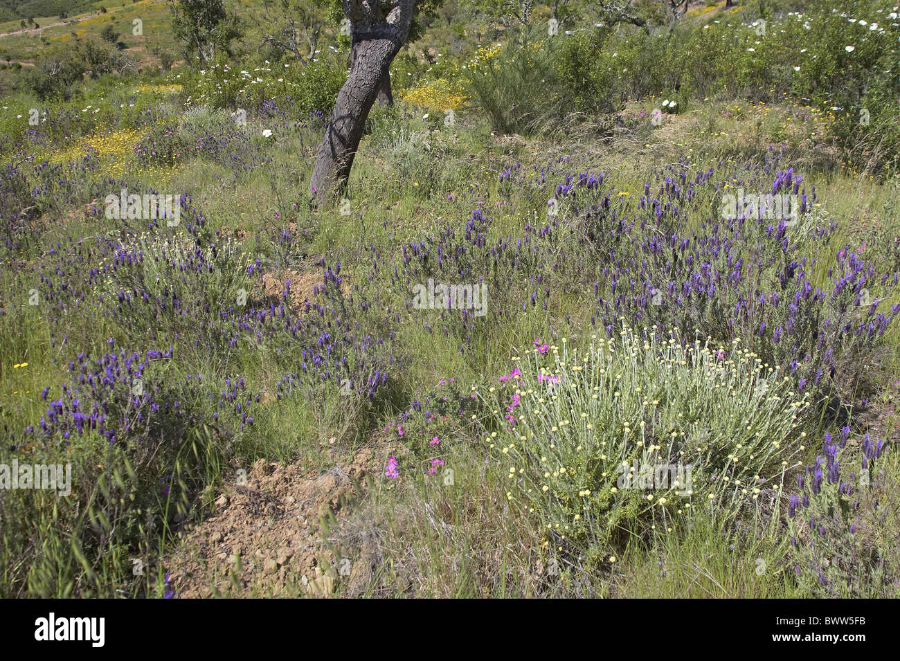 flowers colour Portugal Algarve lavender wildflower meadow europe ...