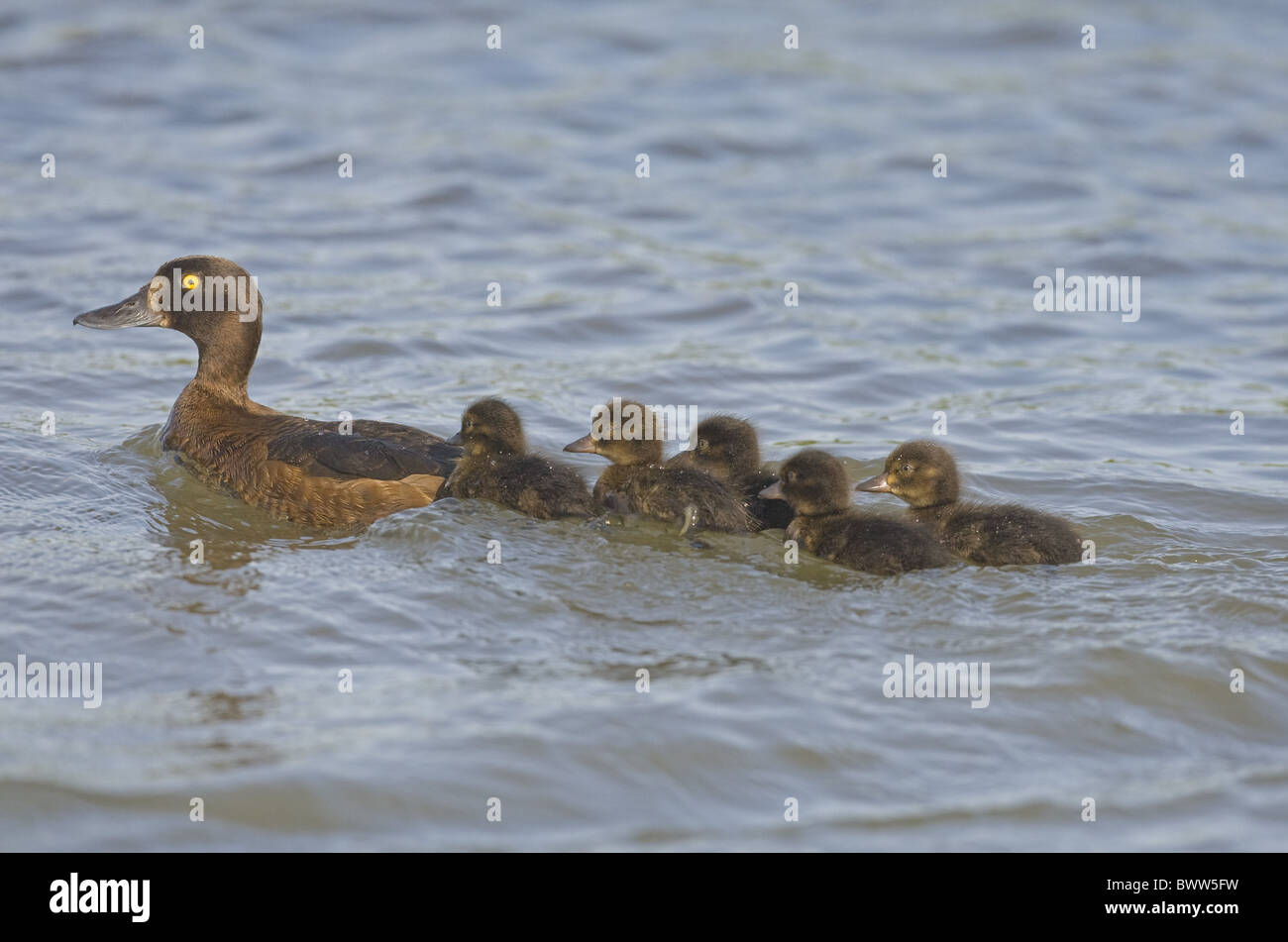 Tufted duck duck wildfowl bird norfolk waterfowl hi-res stock ...