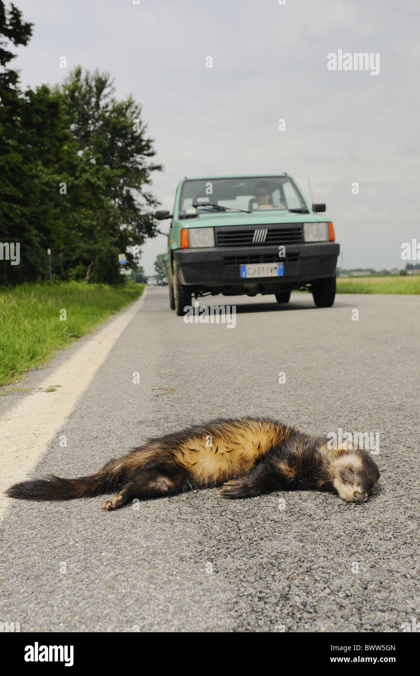 Human Roadkill