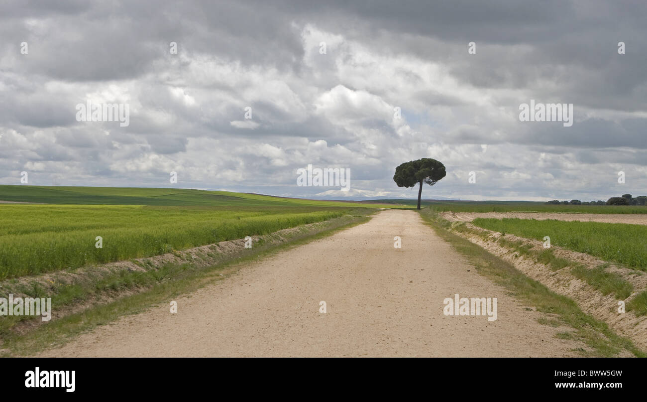 Track through farmland lone pine tree field edge Stock Photo - Alamy